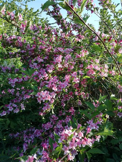 Wark May 2018 Weigela I Think Alljengi Flickr