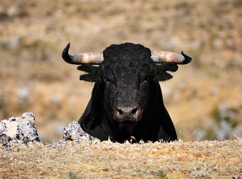 Cryptocurrency Market Surges To 365 Billion Start Of A Bull Rally