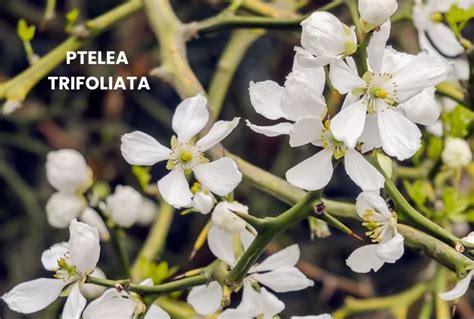 Ptelea Trifoliata P
