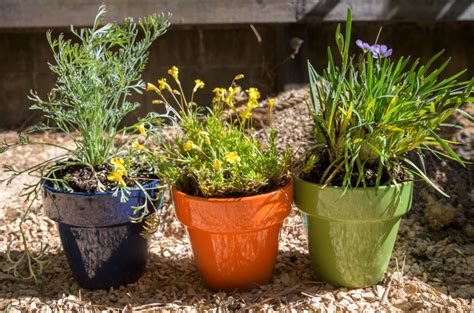 Top Tips For Brightening Up Your Garden The Modern Day 50s Housewife