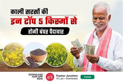 काली सरसों की शीर्ष 5 किस्में इन किस्मों से होगी बंपर पैदावार