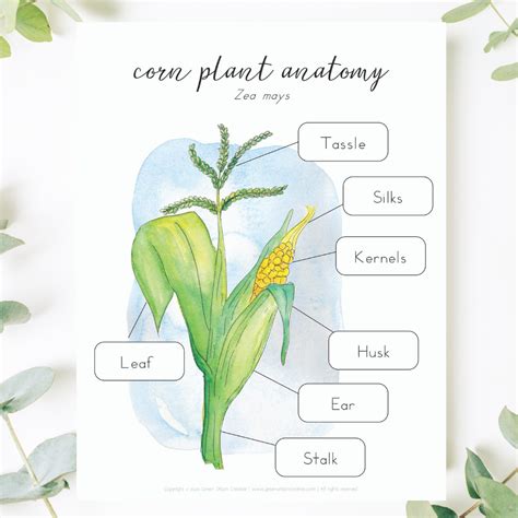 Corn Plant Anatomy Corn Plant Plants Plant Drawing