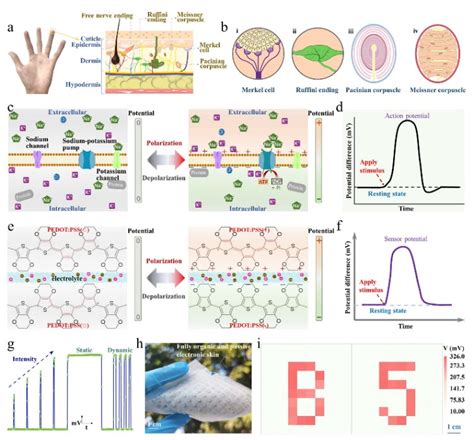 Professor Wu Dongxiaos Team Makes New Progress In Bioinspired Tactile