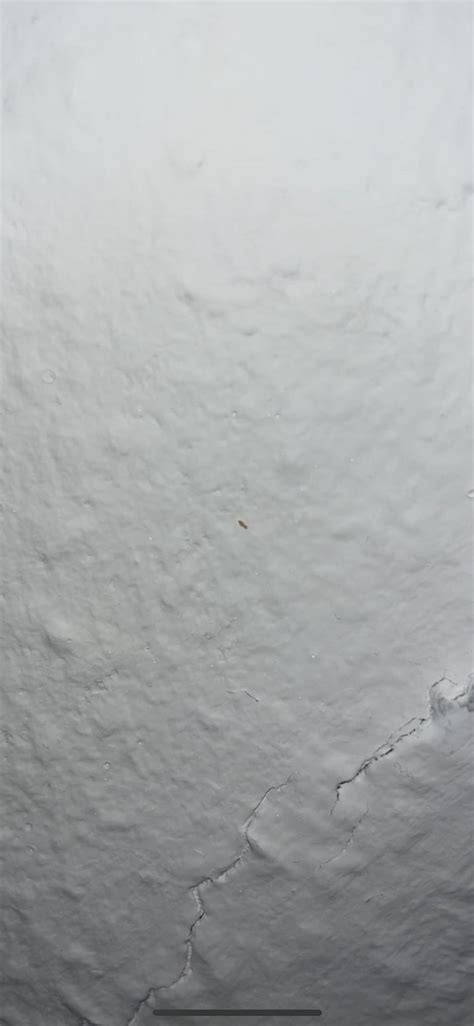 Is It A Bed Bug Nymph Rwhatisthisbug