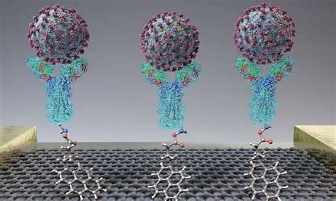 新型石墨烯生物传感器可在1分钟内检测出新冠肺炎病毒 凤凰网