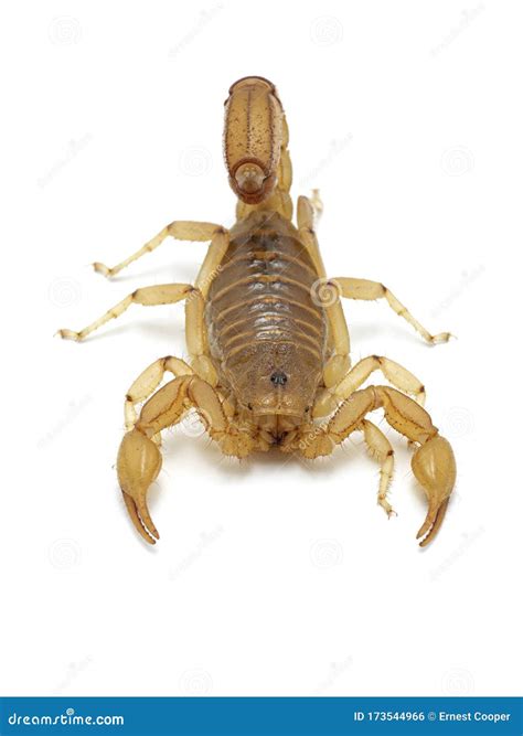 P1010026 Stripe Tailed Scorpion Paravaejovis Spinigerus Isolated On