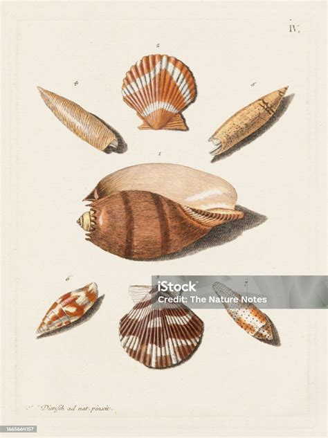 골동품 조개껍데기 그림입니다 조개껍데기의 다양한 아름다움을 보여주는 독일 Conchology 책의 접시 카 1790 생물 수업에 대한 스톡 벡터 아트 및 기타 이미지