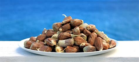 20 Facts About Breadnut Ohmyfacts