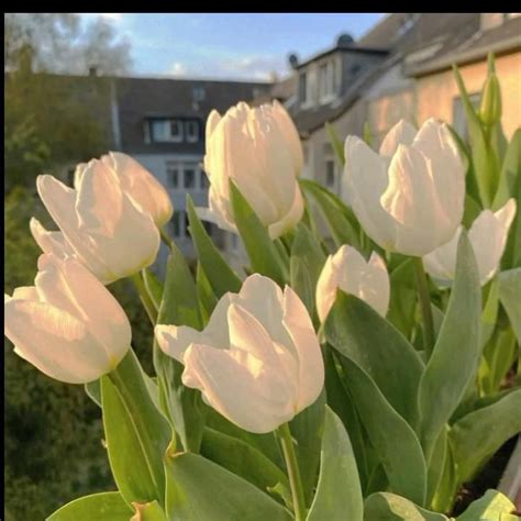 эстетика на имена Växter Vackra Blommor Blommor