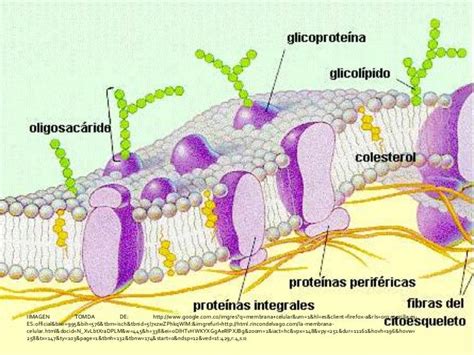 Estructura Y Metabolismo Del Eritrocito
