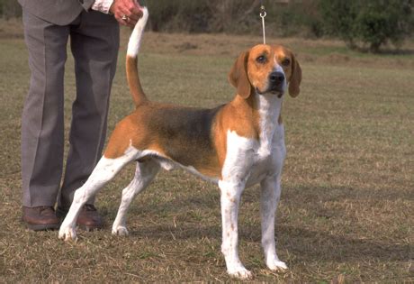 Harrier - American Kennel Club