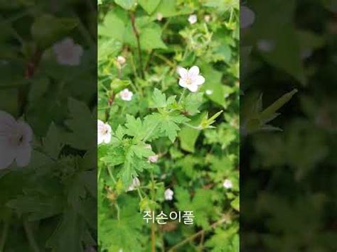 Geranium Sibiricum Youtube