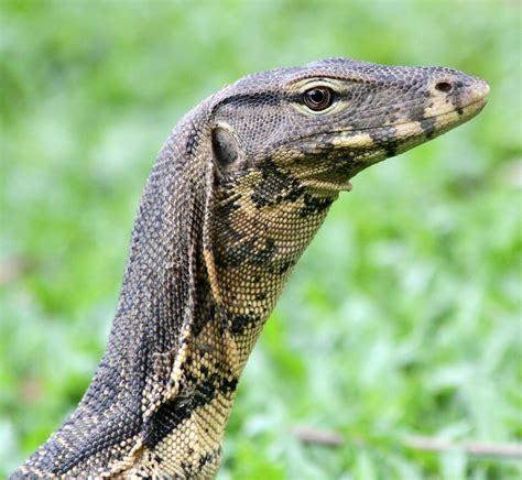 Asian Water Monitor Pet Pet Spare