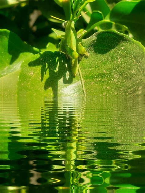 Reflection Of A Grasshopper In Clear Water Stock Image Image Of Water