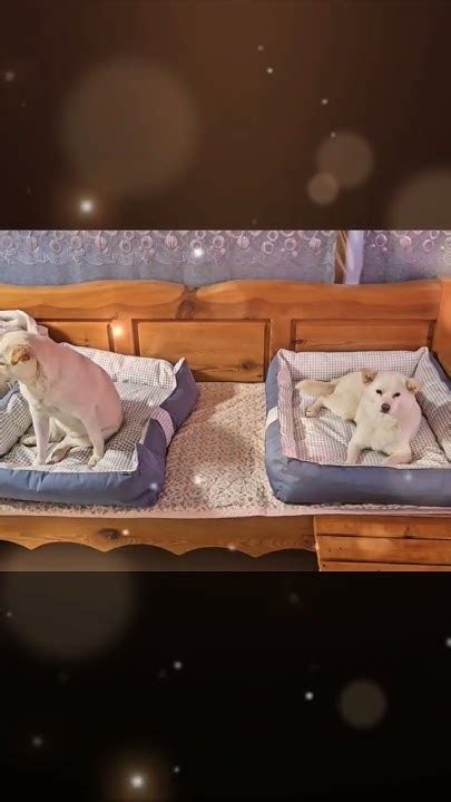 우리집 강아지🐶🐶 이쁜 강아지 강아지들 방석 적응 성공😀🥰☺️ Youtube