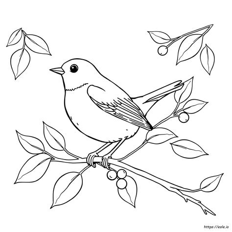 Robin Bird Coloring Page
