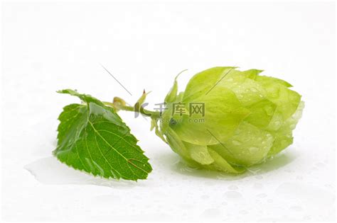 白色背景上的绿色啤酒花球果高清摄影大图 千库网
