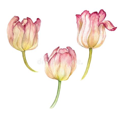 Tulipanes Rosados De La Acuarela Stock De Ilustración Ilustración De