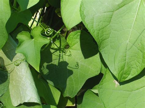 Photo Gratuite De Chipilin Crotalaria Longirostrata Feuilles Trifoliées