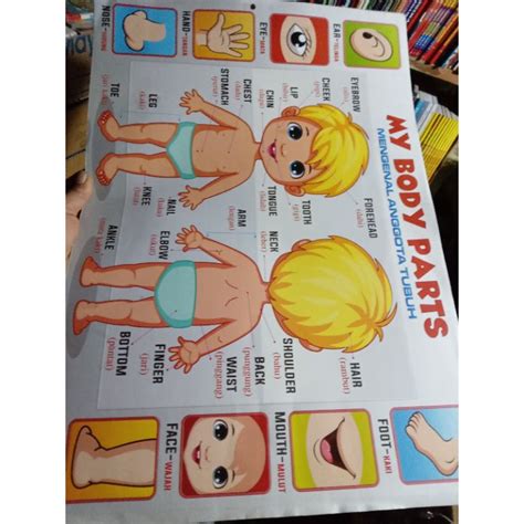 Jual Poster Edukasi Mengenal Anggota Tubuh Shopee Indonesia