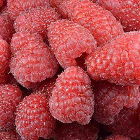 Raspberry Meeker Mr Middleton Garden Shop