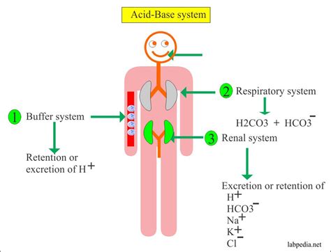 Arterial Blood Gases Blood Gases Acidosis And Alkalosis Acid Base