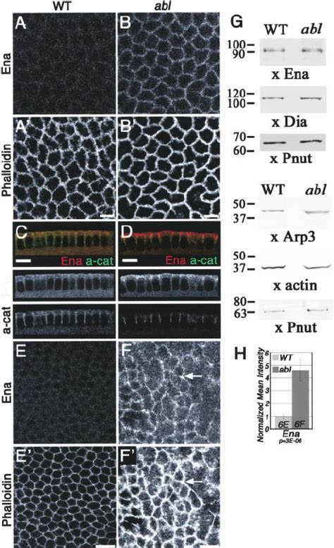 Ena Accumulates In The Apical Region Of Abl M Mutants Embryos
