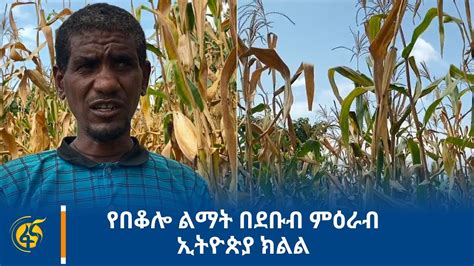 የበቆሎ ልማት በደቡብ ምዕራብ ኢትዮጵያ ክልል Youtube