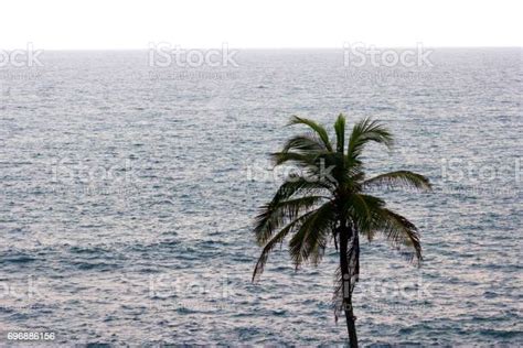 한 야 자 나무에 대 한 바다 경관에 대한 스톡 사진 및 기타 이미지 경관 관광 관광 리조트 Istock