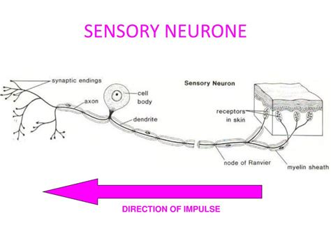 The Nervous System And The Brain Ppt Download