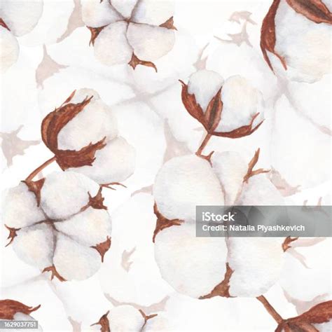 코튼 볼은 수채화 손으로 그린 이음매 없는 패턴입니다 디자인 텍스트 종이 벽지 카드를 위한 흰색 배경에 분리된 식물 그림 결혼식에 대한 스톡 벡터 아트 및 기타 이미지