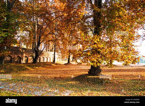 Trees In A Garden Nishat Bagh Srinagar Jammu And Kashmir India