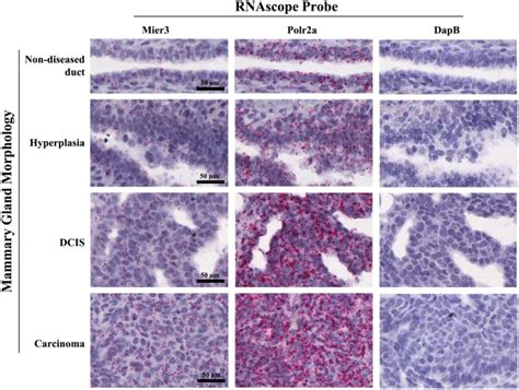 A Method To Pre Screen Rat Mammary Gland Whole Mounts Prior To Rnascope