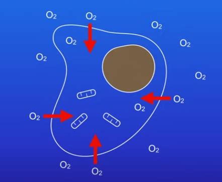 Diffusion Flashcards Quizlet