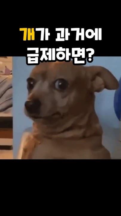 개가 과거에 급제해서 재미있는 아재개그 Youtube