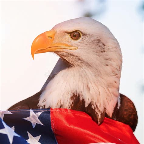 American Eagle With Flag Bald Eagle With American Flag Focus On Head