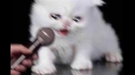 Cat Crying Into Microphone Know Your Meme