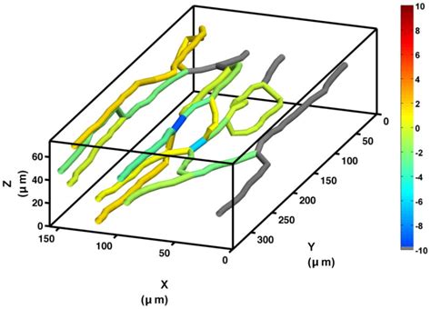 Microvascular Flow Modeling Using In Vivo Hemodynamic Measurements In Reconstructed 3d Capillary