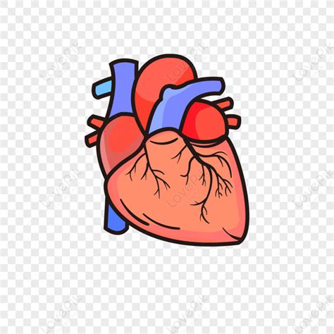 빨간색과 파란색 색된 마음 진짜 마음 클립 아트우심실심장 Png 일러스트 무료 다운로드 Lovepik
