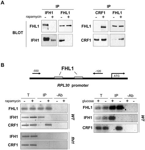 TOR Regulates Ribosomal Protein Gene Expression Via PKA And The Forkhead Transcription Factor