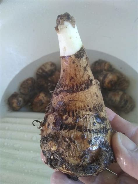 How To Grow Dioscorea Esculenta Earthone