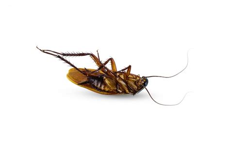 죽은 바퀴벌레 누운 거꾸로 흰색 절연 프리미엄 사진