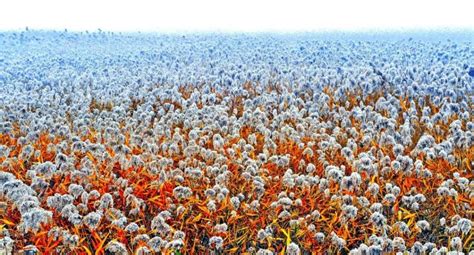 盘锦滨海芦苇湿地苇海四季 风采不同 中国江苏网