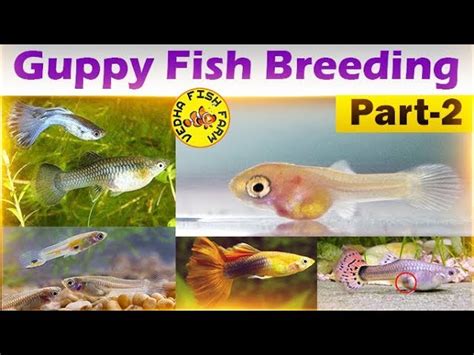 Guppy Fish Breeding Farm