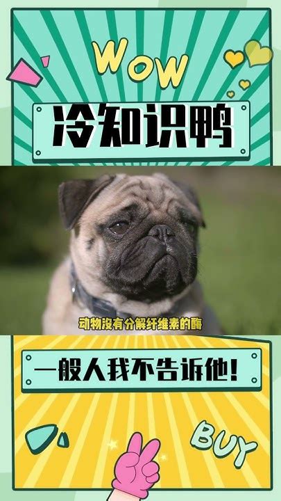 狗改不了吃屎，其实它们也都吃冷知识 万万没想到 动物科普 Youtube