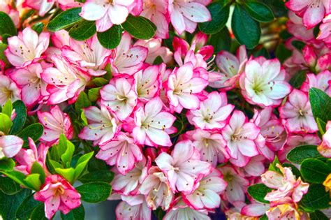 Evergreen Azalea Peggy Ann Youngs Garden Center Roseburg Oregon