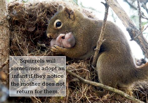 Good Guy Squirrel Imgur