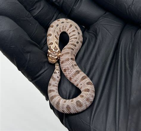 Arctic Anaconda Western Hognose By Sucker Punch Serpents Morphmarket
