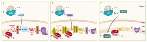Frontiers Mitochondrial Protein Translation Emerging Roles 51 Off