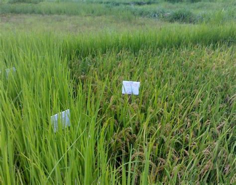 中國人去非洲教當地人種植水稻 黑人工作3個小時就受不了 每日頭條